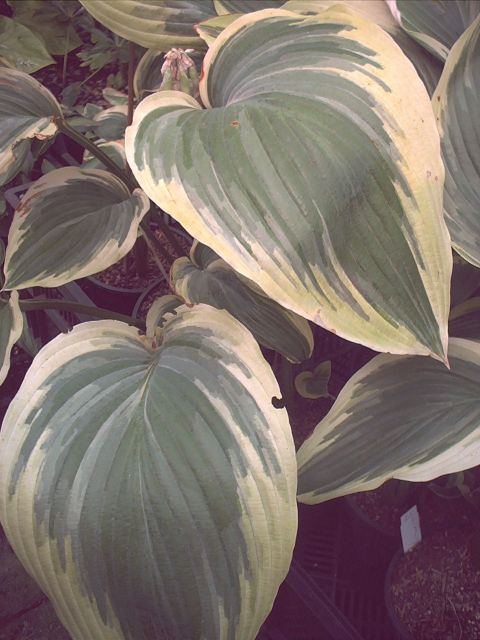 Plants-in-Colour - Giganten