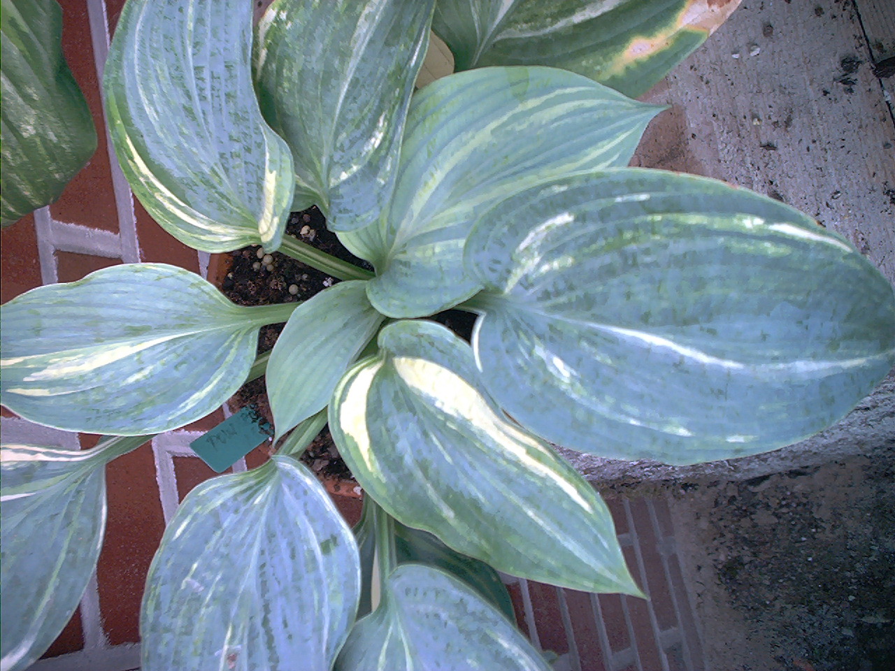 Plants-in-Colour - Streaker/instabile Hosta