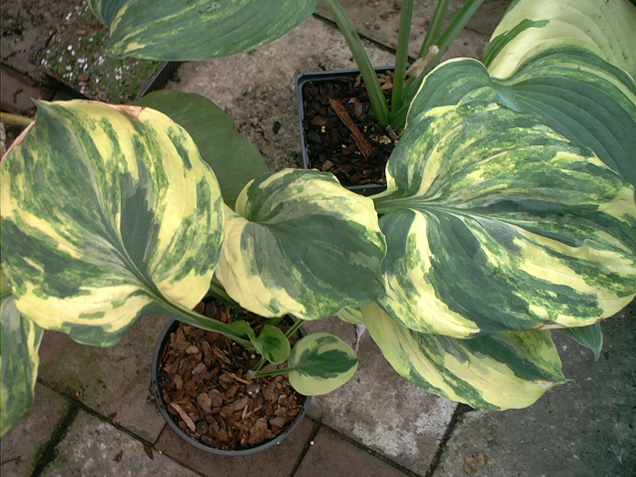 Plants-in-Colour - Streaker/instabile Hosta