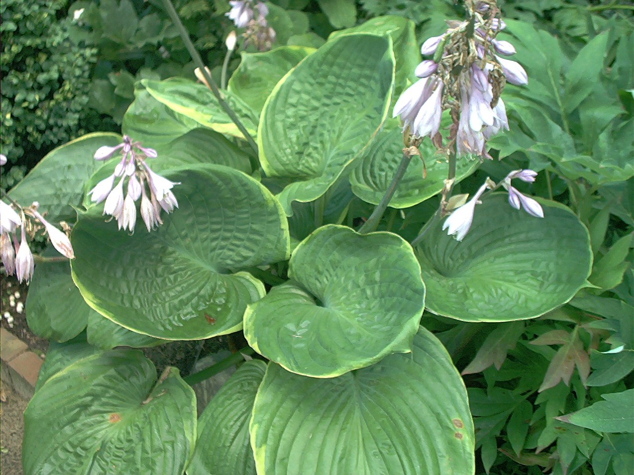 Plants-in-Colour - Giganten