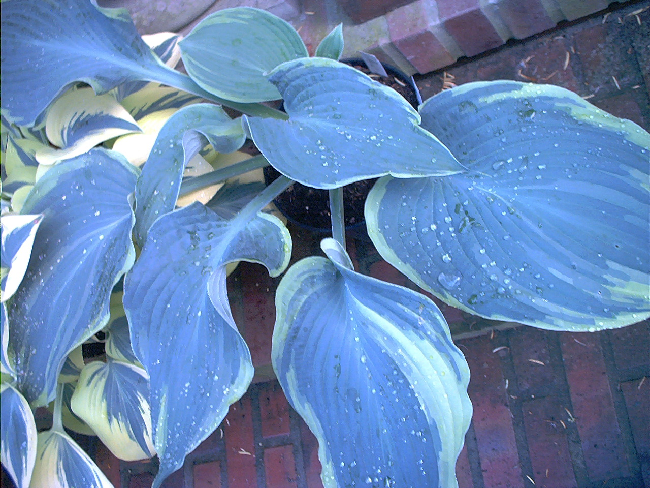 Plants-in-Colour - Giganten