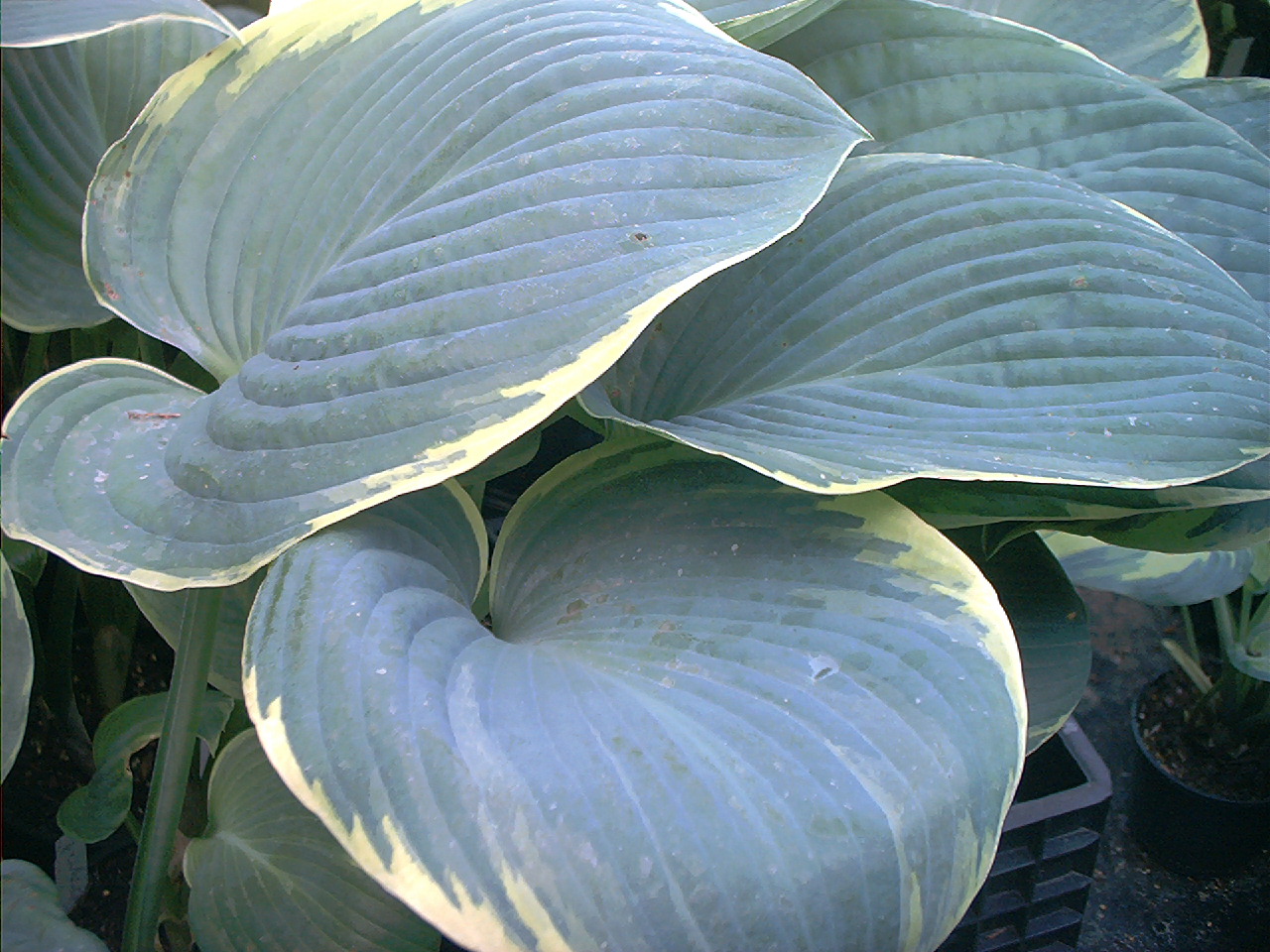 Plants-in-Colour - Giganten